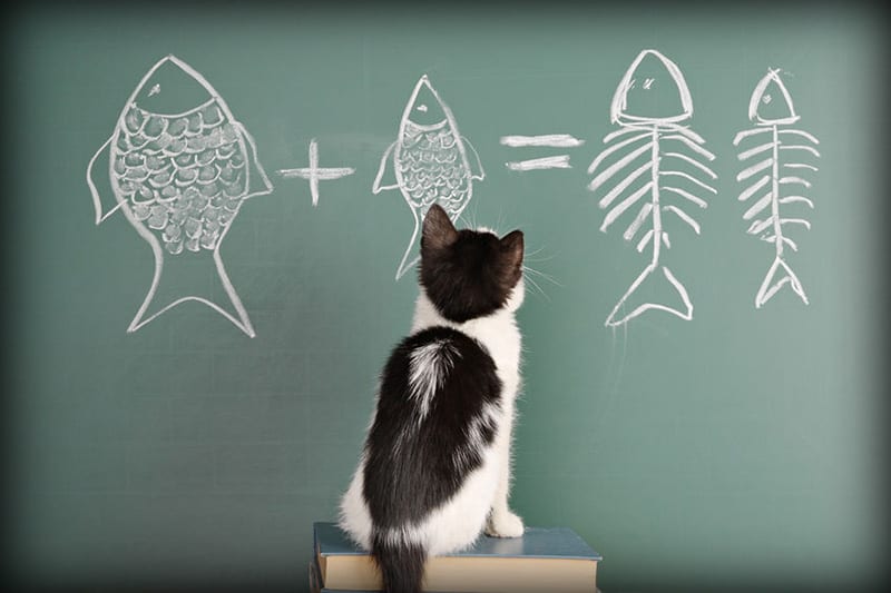 8 Ways to Keep Your Cat's Brain Sharp | Cats Are On Top